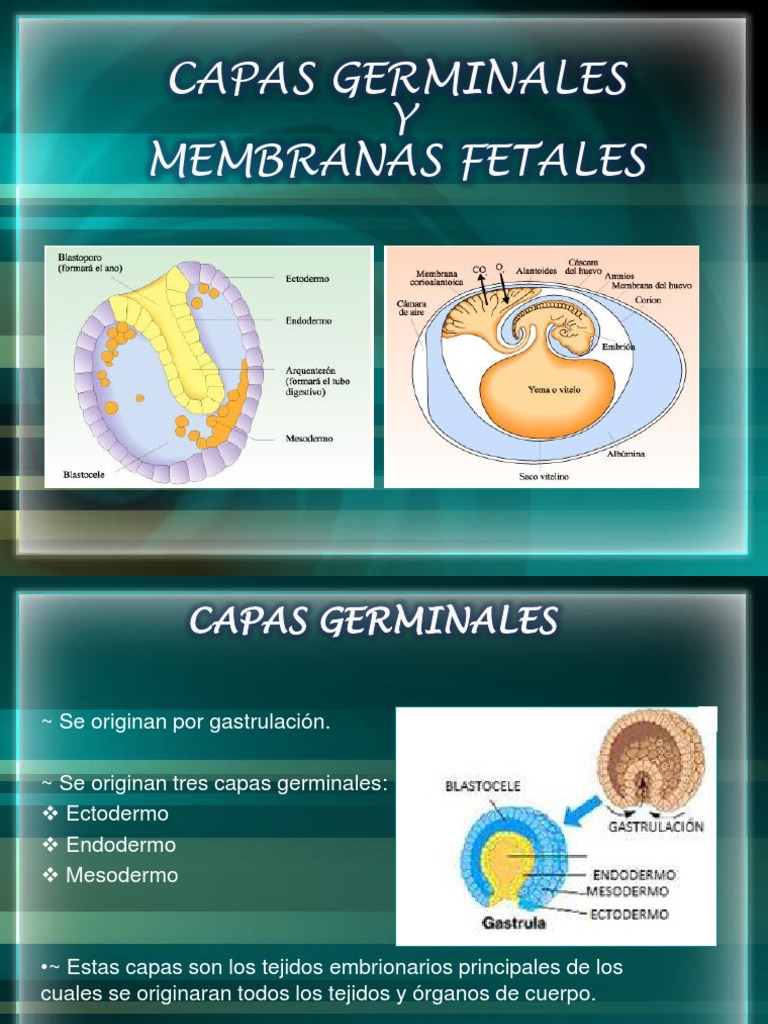 Capas Germinales | PDF