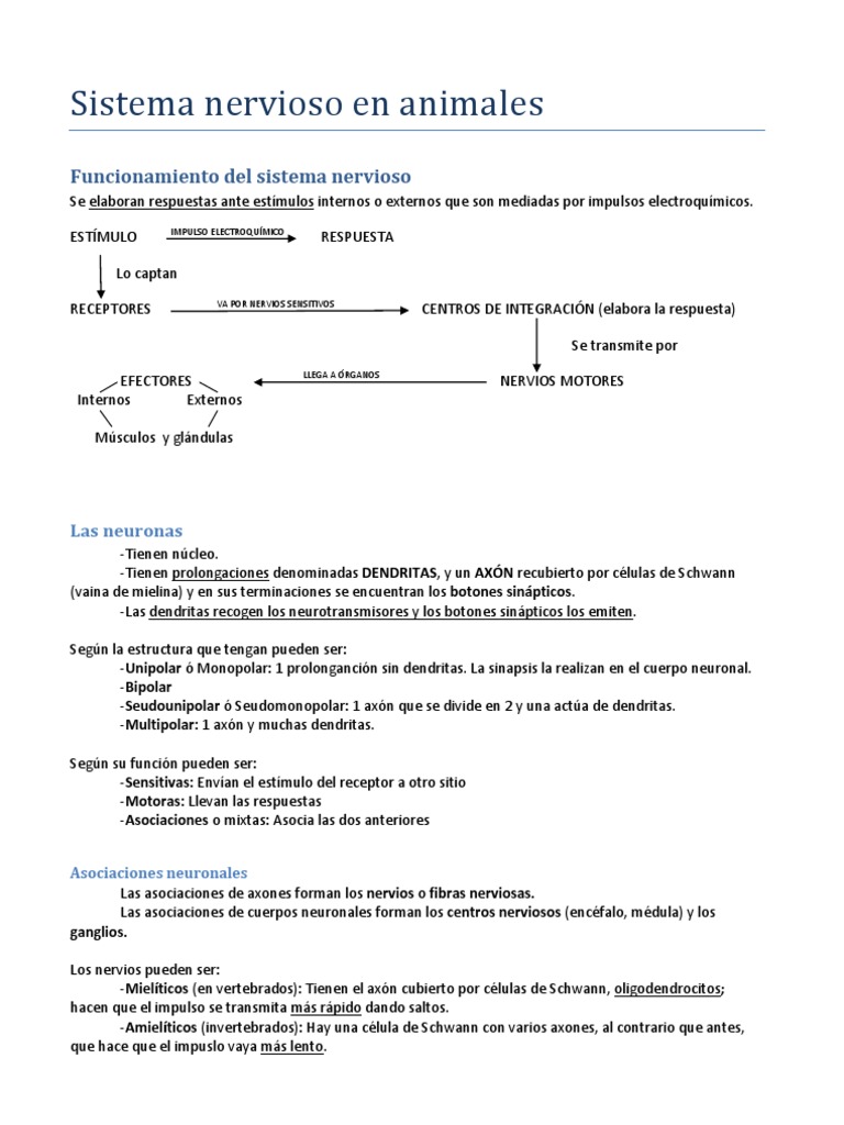 Sistema Nervioso en Animales | PDF | Sinapsis | Neurona