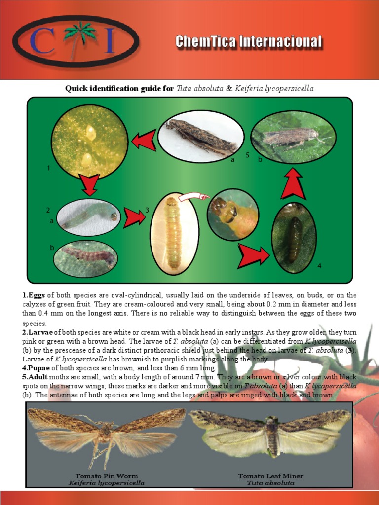 Tuta Identification Guide | PDF | Insects | Agriculture