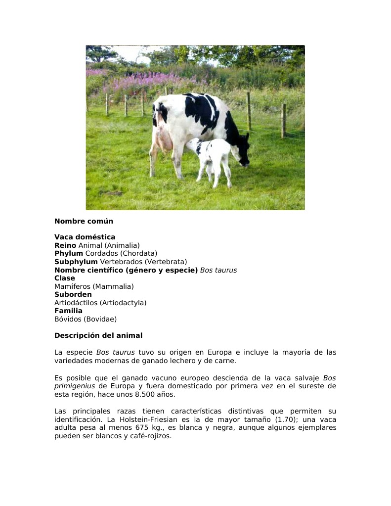 La Vaca | PDF | Vacas | Mamíferos
