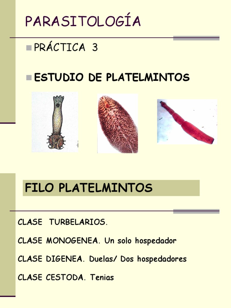 PRACTICA Platelmintos | Parásitos | Protostomados