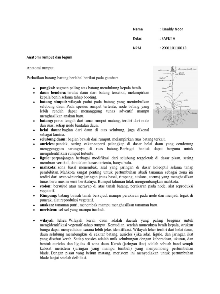 Struktur dan Anatomi Rumput serta Legum | PDF