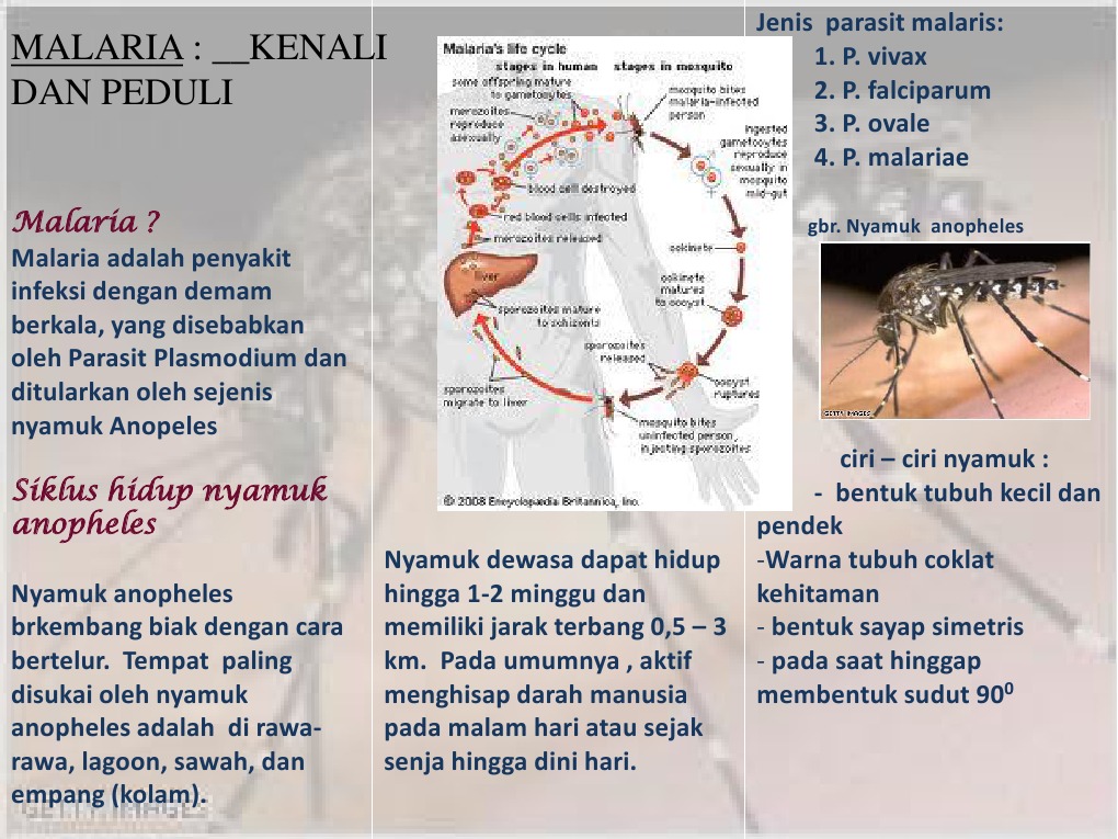Leaflet Malaria