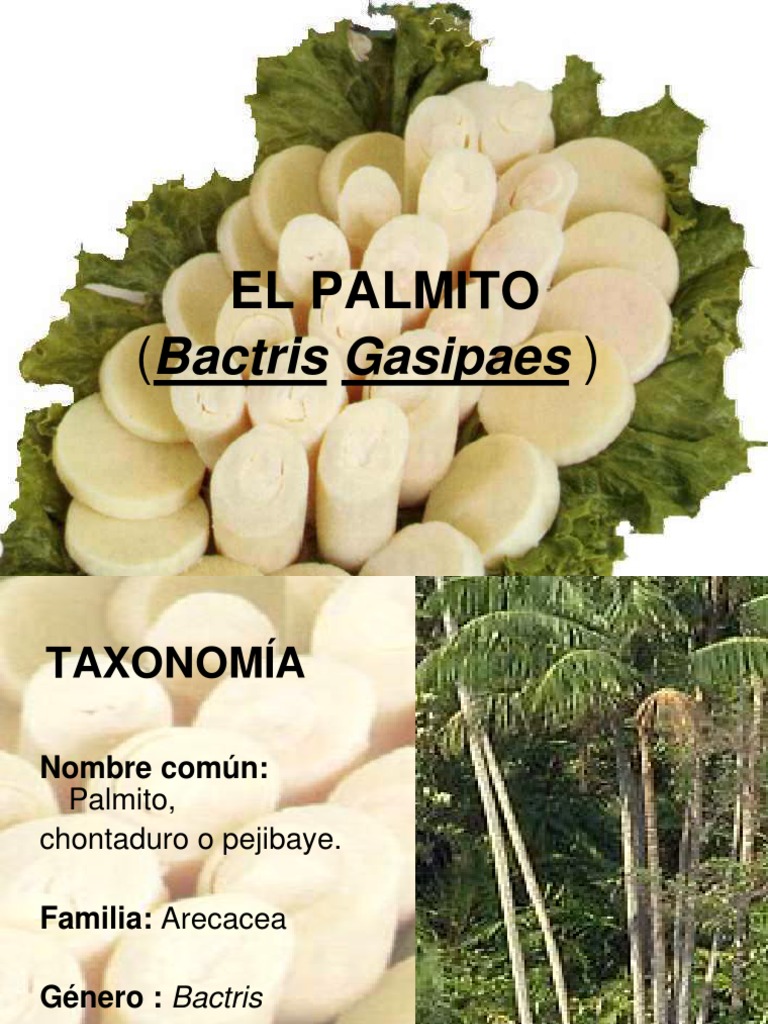 PALMITO | PDF | Plantas | Agricultura