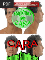 Anatomía de las Regiones Faciales | PDF | Anatomía humana | Anatomía