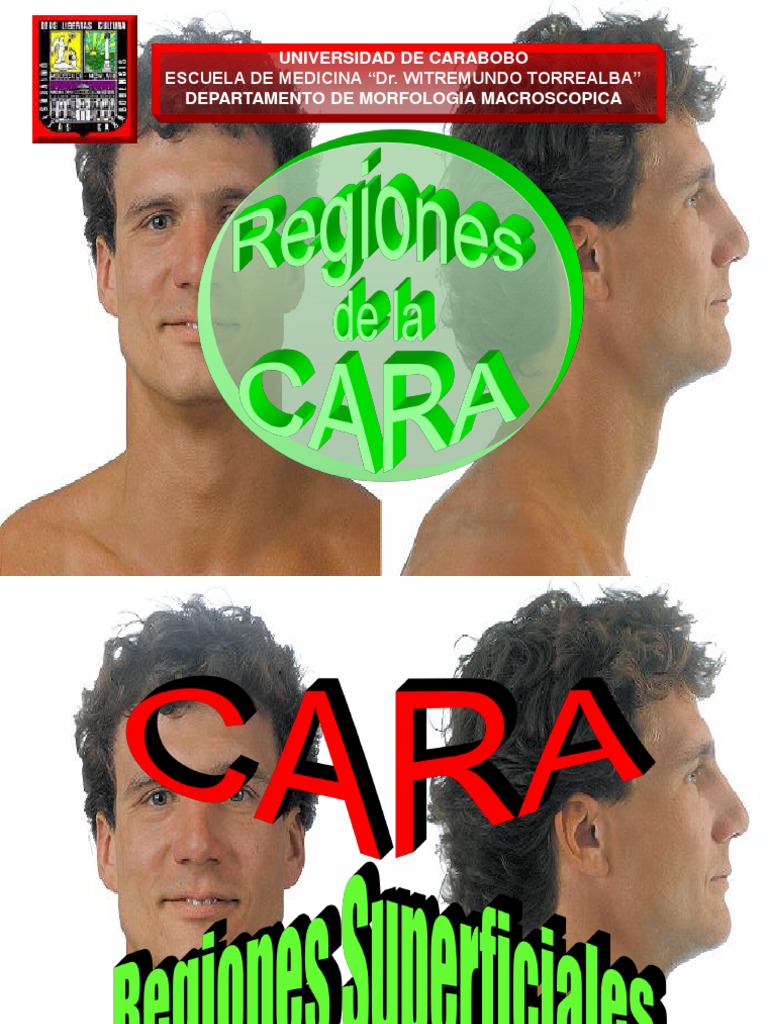 Regiones de La Cara | PDF | Cara | Sistema musculoesquelético
