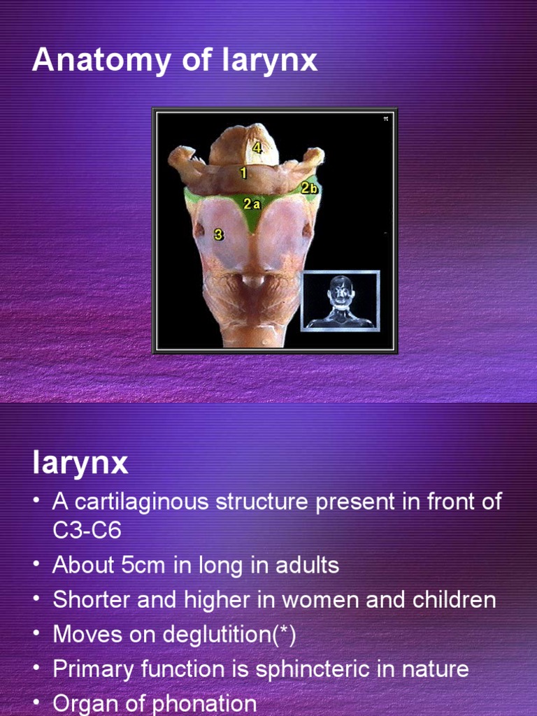 Anatomy of Larynx | PDF | Larynx | Human Head And Neck