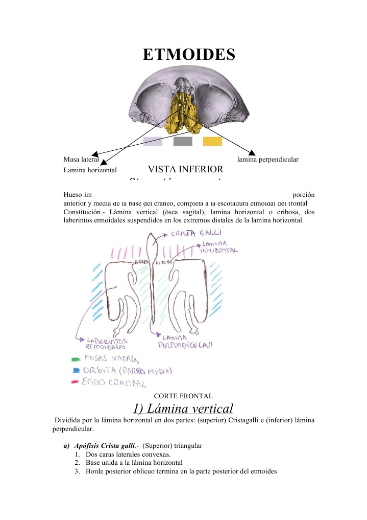 ETMOIDES | PDF | Anatomia animal | Sistema esquelético