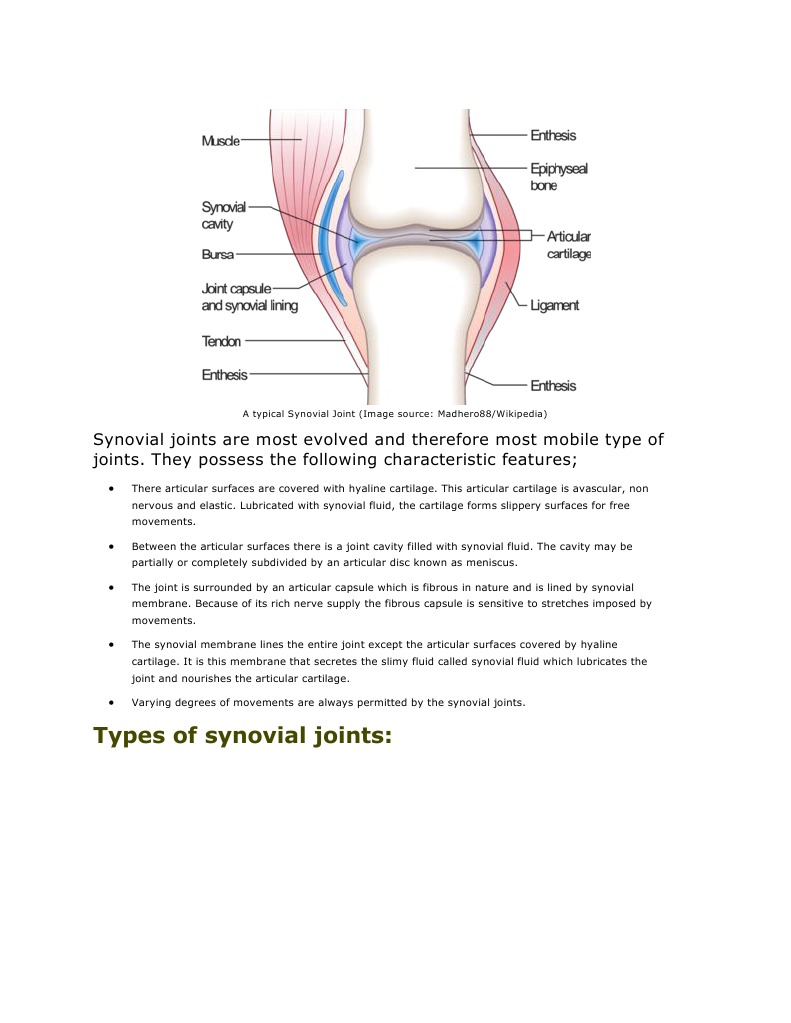 A Typical Synovial Joint | Anatomical Terms Of Motion | Joint