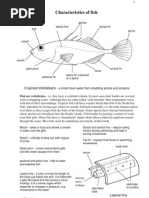 Fish Nares: Smell Mechanism Explained | PDF | Olfaction | Fish