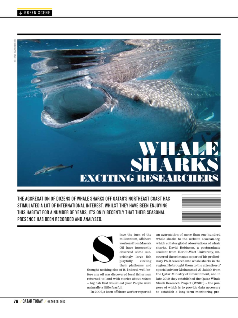 Whale Sharks Exciting Researchers | PDF | Sharks | Fish