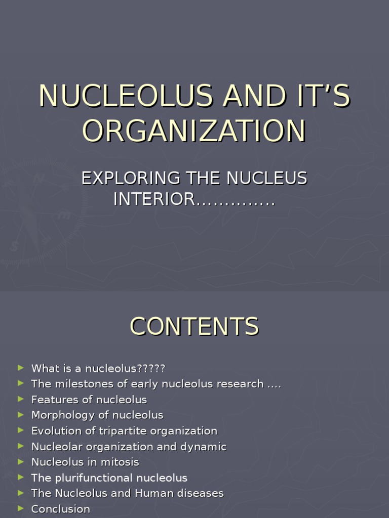 Nucleolus and Its Organisation | PDF | Cell Nucleus | Nucleic Acids
