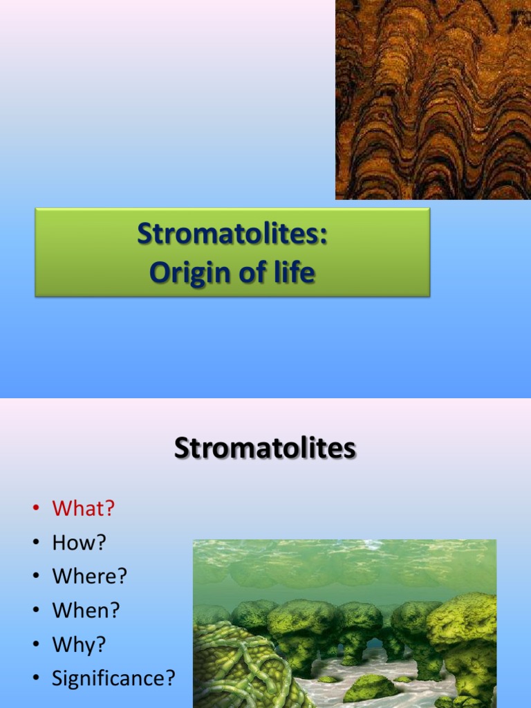 Stromatolites: Origin of Life | PDF | Cyanobacteria | Earth Sciences