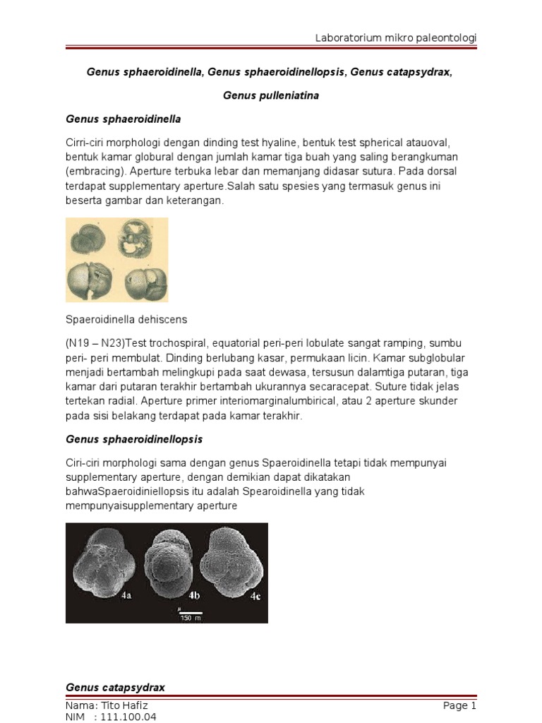 Genus Sphaeroidinella, Sphaeroidinellopsis, Pulleniatinna, Catapcydrax ...