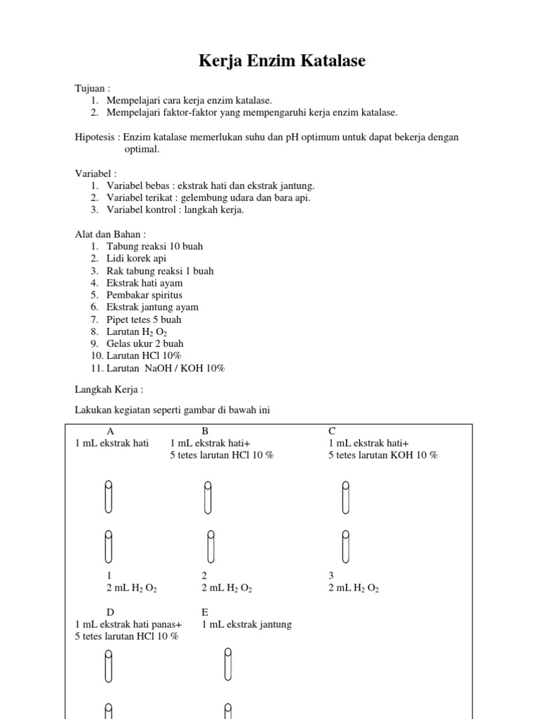 Kerja Enzim Katalase | PDF