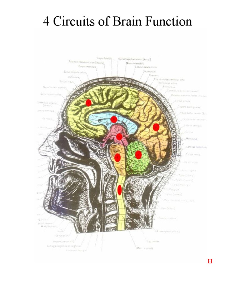4 Circuits of Brain Function | PDF