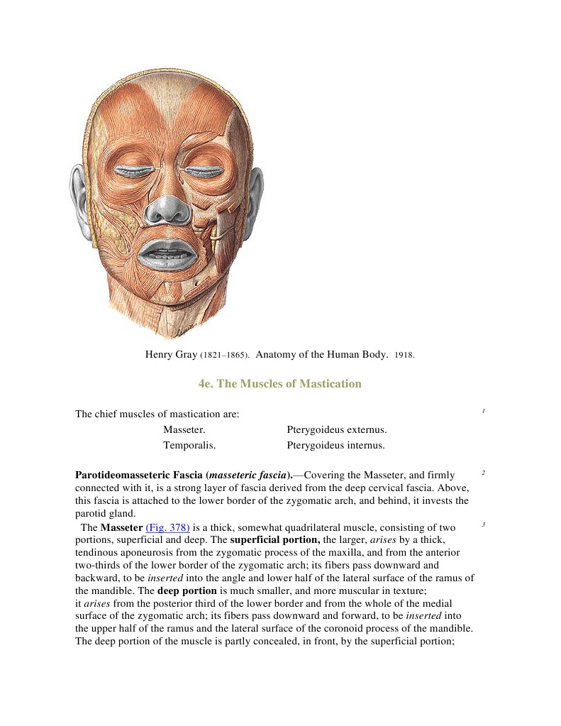 Muscle Masseterica | PDF | Musculoskeletal System | Human Head And Neck