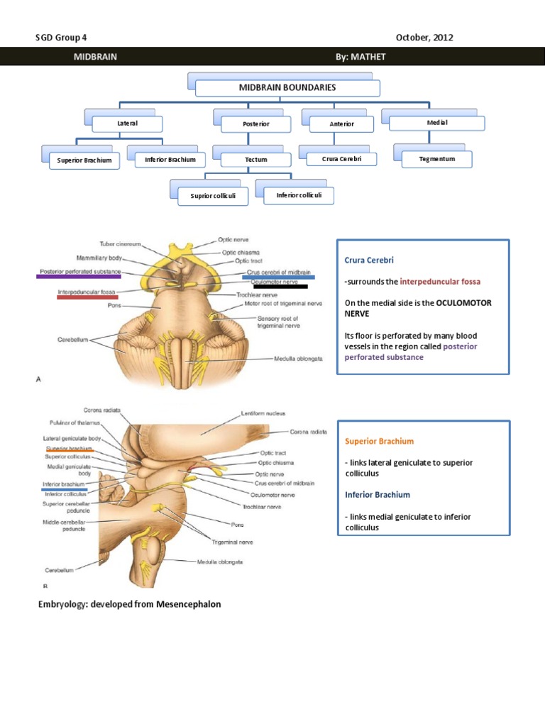 Midbrain and Pons | PDF | Brainstem | Spinal Cord