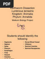 Classification Jeopardy Review | PDF | Scientific Classification | Nature