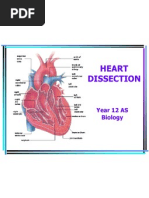 Dissection Guide: Porcine Heart Anatomy | PDF | Heart Valve | Atrium ...