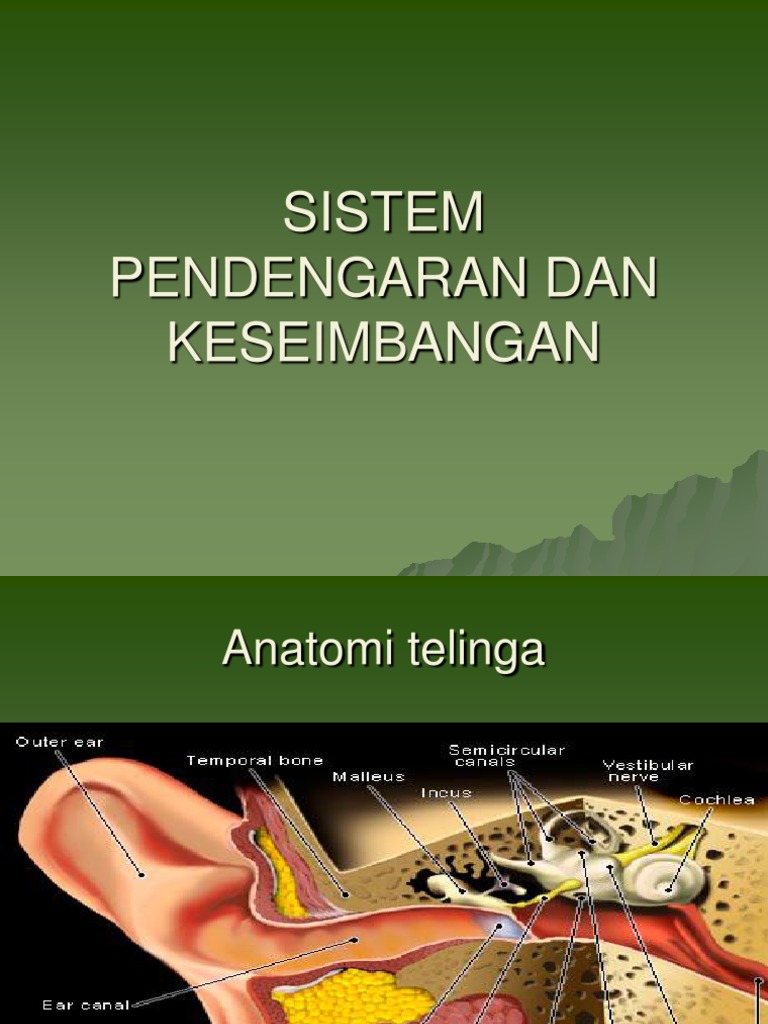 Sistem Pendengaran | PDF