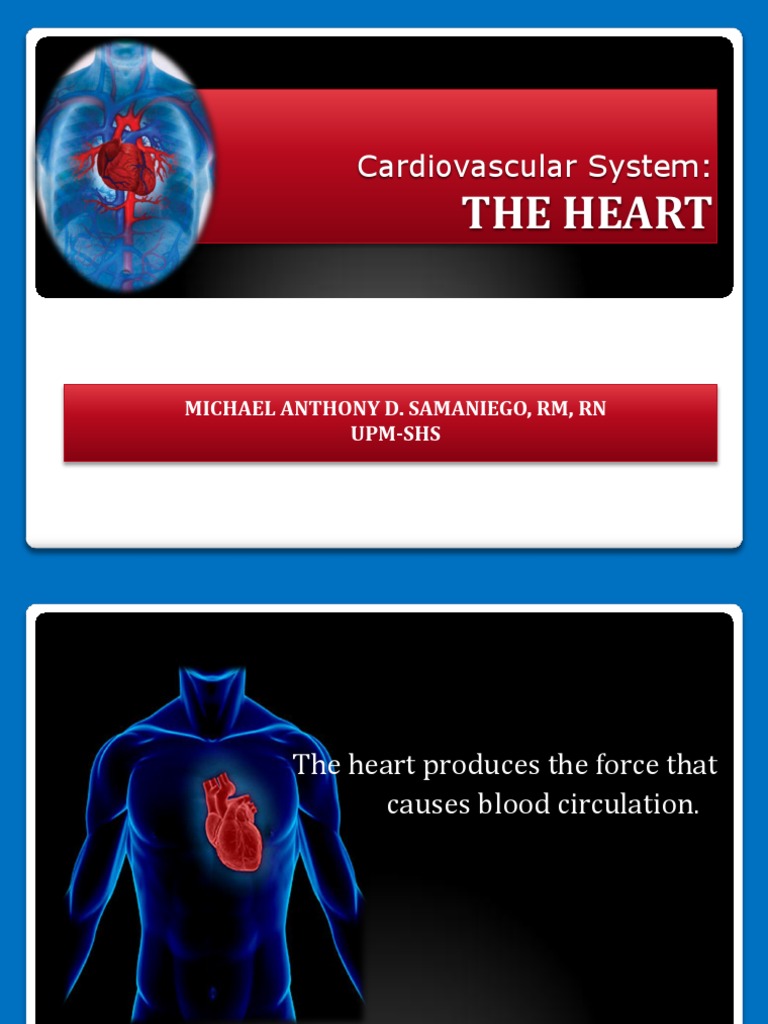 The Heart | PDF | Atrium (Heart) | Heart