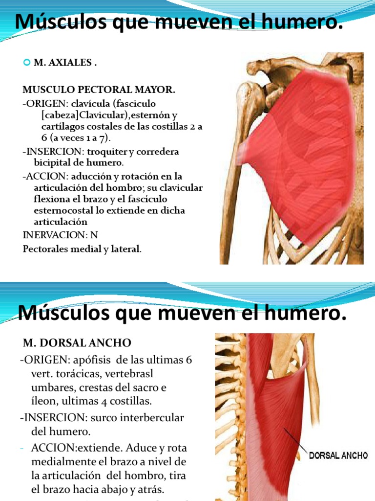 Musculos Que Mueven El Humero | PDF | Hombro | Codo