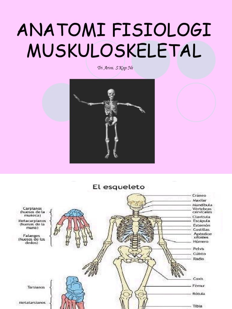 Anatomi Fisiologi Muskuloskeletal | PDF