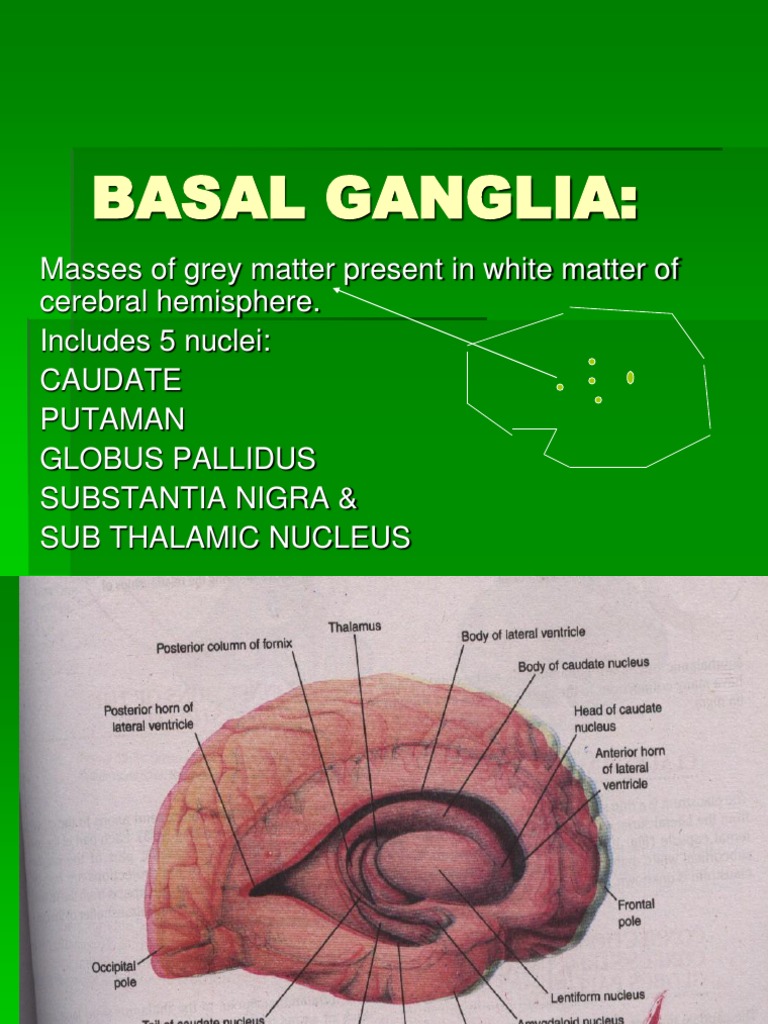 Basal Ganglia | Basal Ganglia | Cerebrum