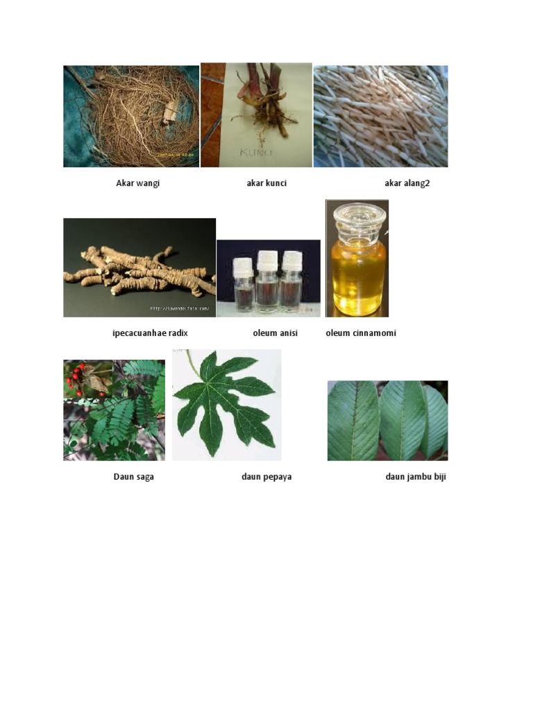 Contoh Simplisia Tanaman Obat | PDF
