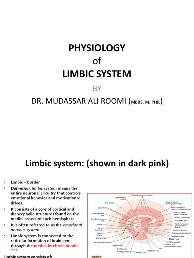 Physiology of Limbic System by Dr. Roomi | PDF | Limbic System | Thalamus