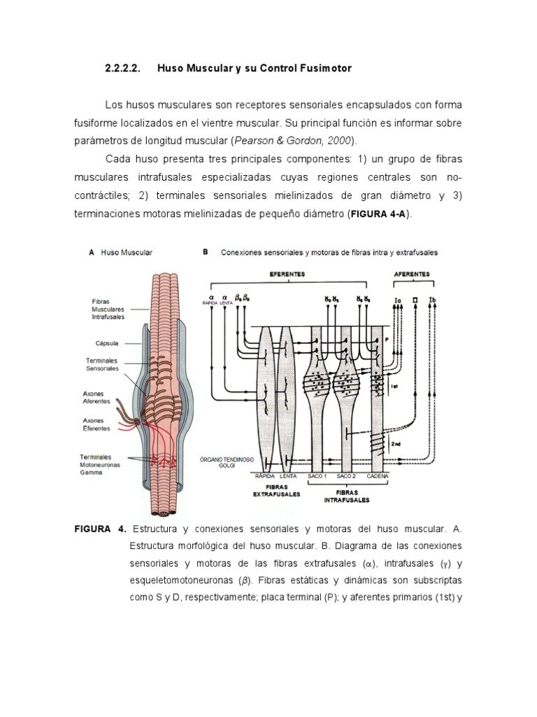 Huso Muscular | Músculo | Neurona motora