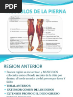 Inervación Del Pie | PDF | Dedo del pie | Pie