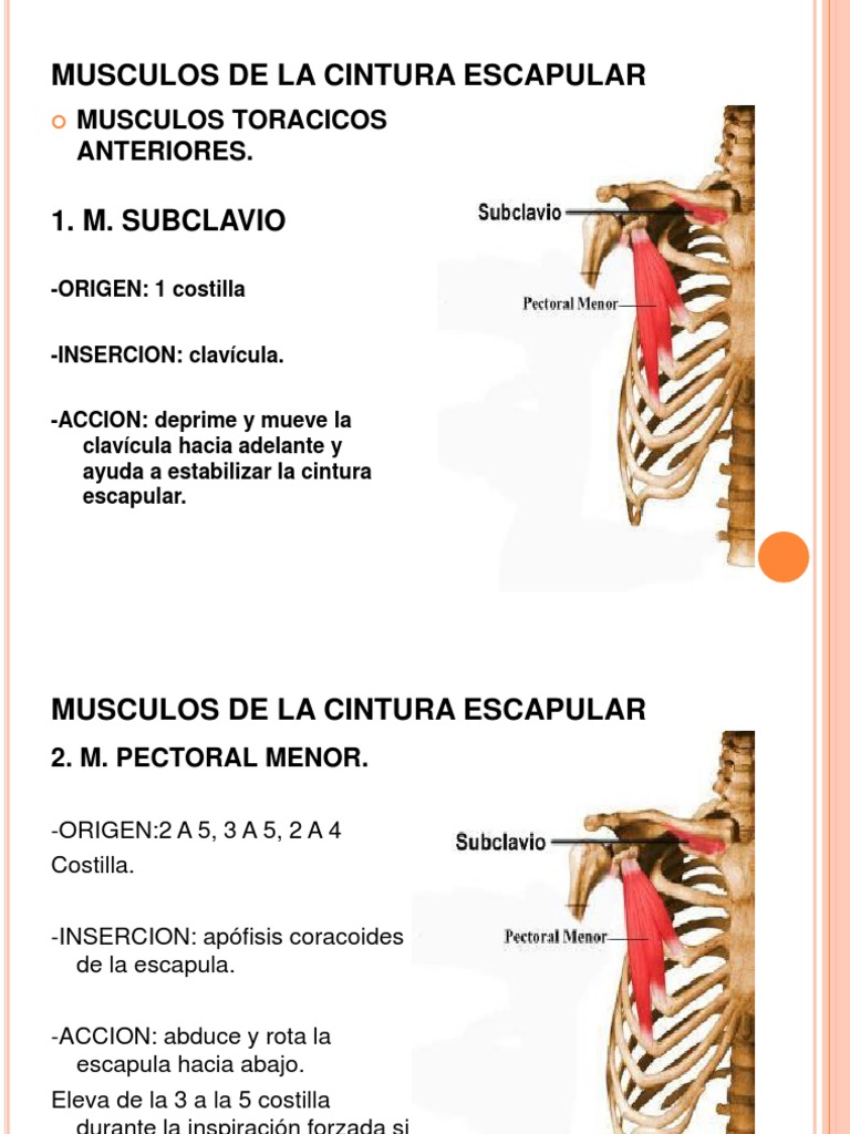 Musculos de La Cintura Escapular y Las Extremidades Superiores | Mano ...