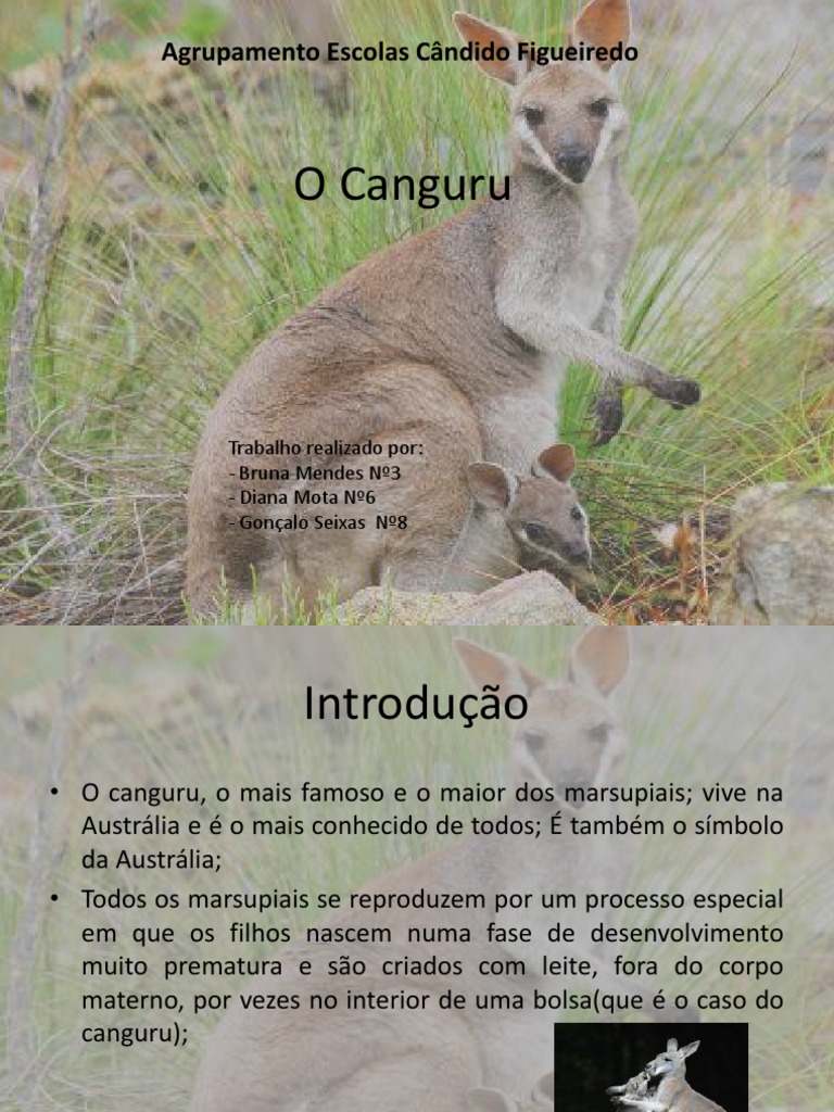 O Canguru | PDF | Natureza