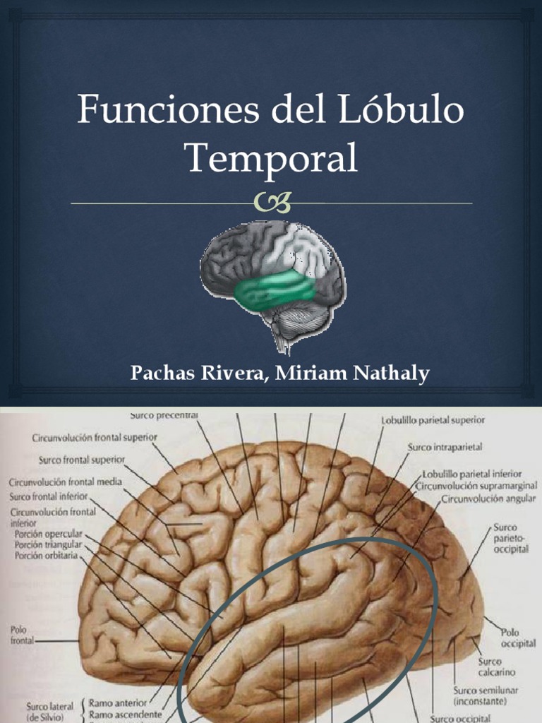 Funciones y trastornos del lóbulo temporal | PDF | Lóbulo temporal ...