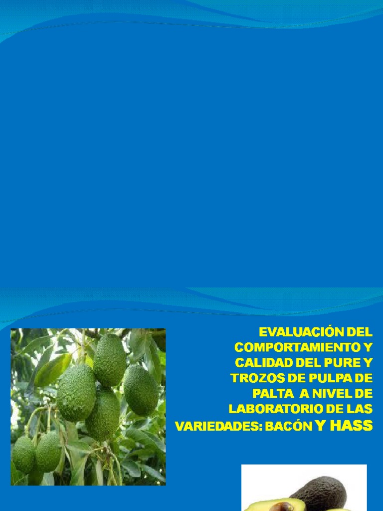 Pure y Trozos de Palta para Exportación | PDF | Aguacate | Color