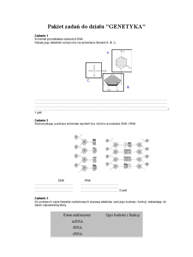 Sprawdzian Do Działu Genetyka Molekularna KLII A | PDF