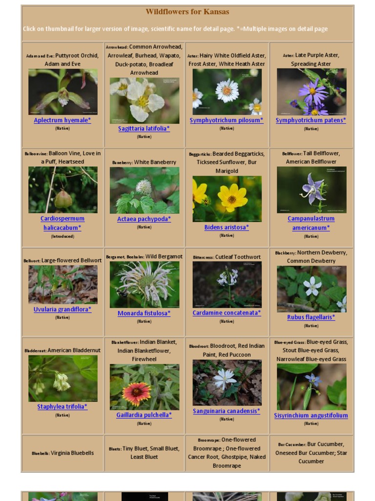 Kansas Wildflowers Database | PDF