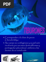 Características de los tiburones para niños | PDF | Tiburones | Gran ...