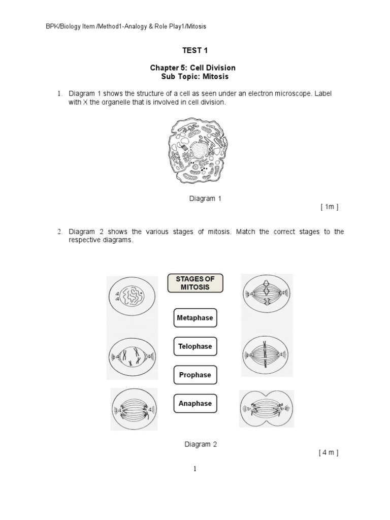 Mitosis: Cell Division Test & Diagrams | PDF
