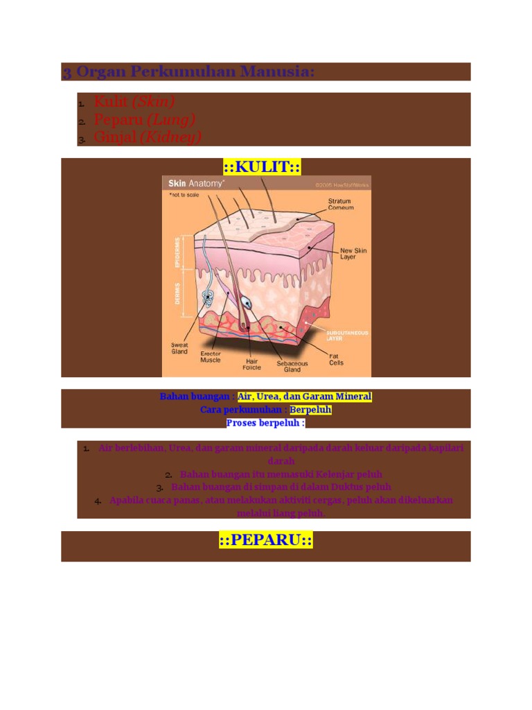 3 Organ Perkumuhan Manusia | PDF