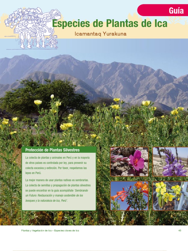 Plantas Clave de Ica | PDF | Tallo de la planta | Hoja