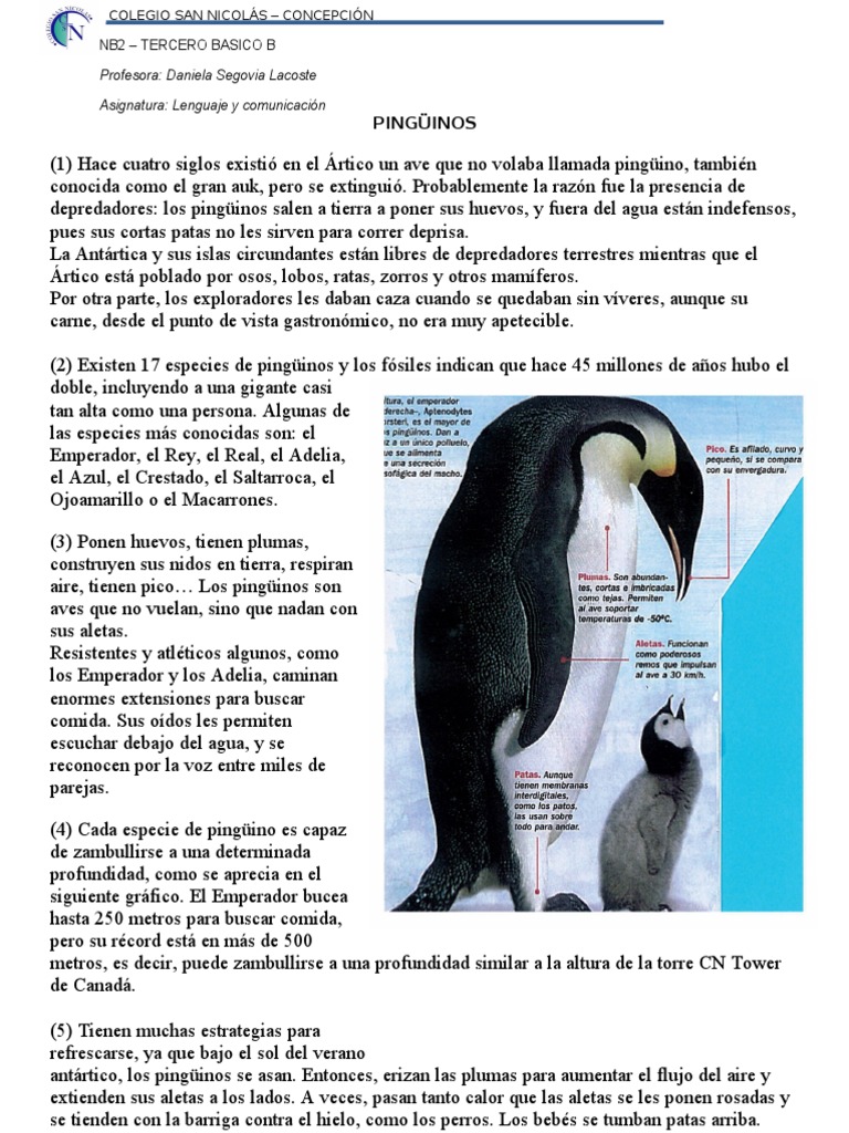 Comprension Lectora | Pingüino | Aves