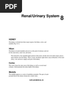 Label The Nephron Worksheet | PDF