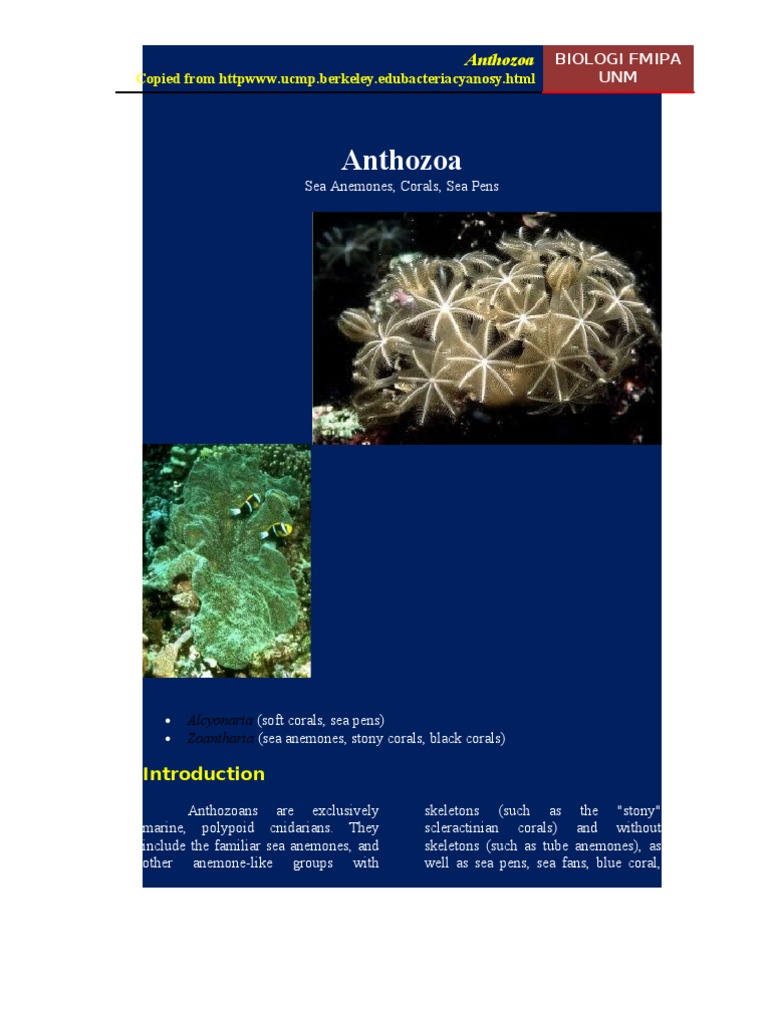 Anthozoa: Copied From HTTPWWW - Ucmp.berkeley - Edubacteriacyanosy.html ...