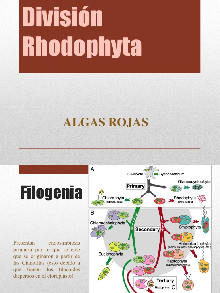 División Rhodophyta | PDF | Algas | Biología