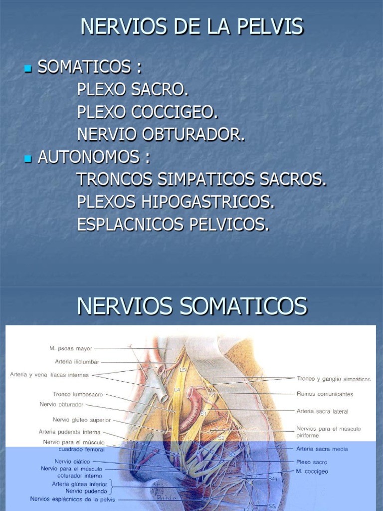 Diapos | PDF | Pelvis | Anatomía humana