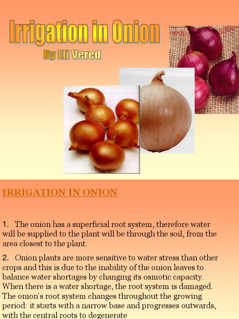 Onion Presentations Pdf Irrigation Soil