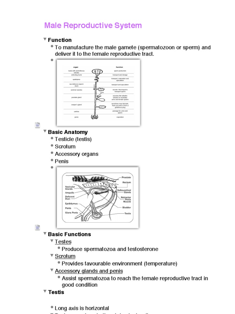 Equine Male Reproductive System | PDF | Testicle | Reproductive System